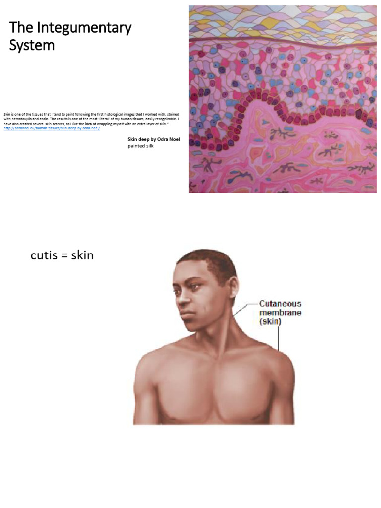 Integumentary System 2021 | PDF | Skin | Integumentary System