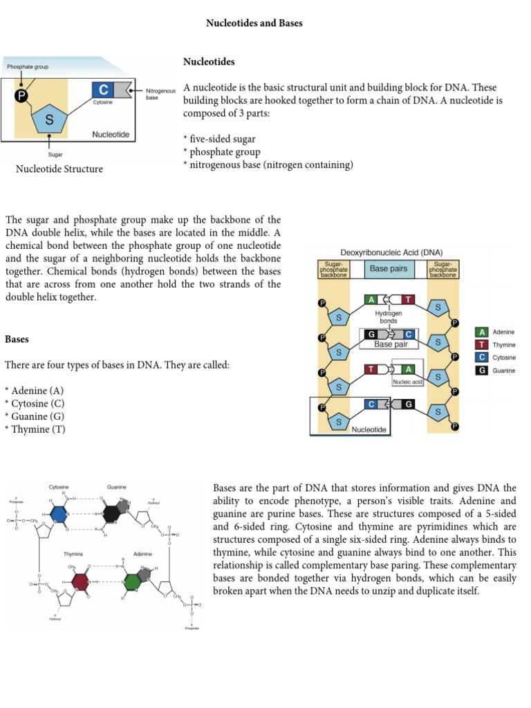 DNA Structure (MYP Year 4-5) | PDF | Dna | Rna