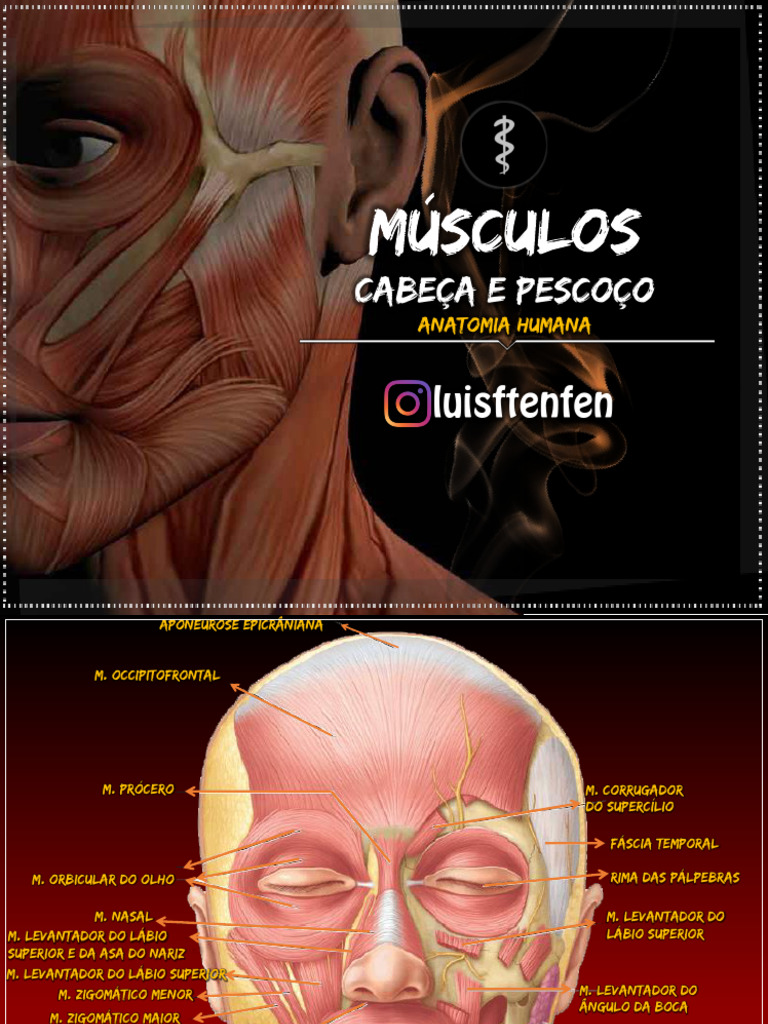Anatomia dos Músculos da Cabeça | PDF | Cabeça e pescoço humano ...