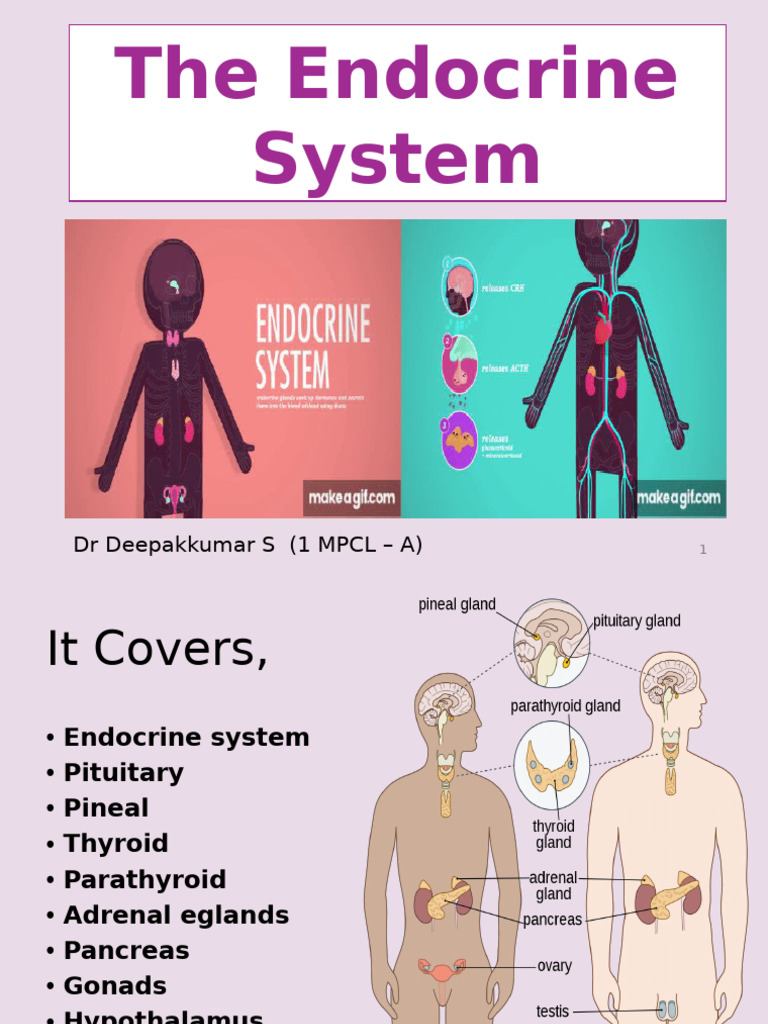 Endocrine System | PDF | Endocrine System | Thyroid