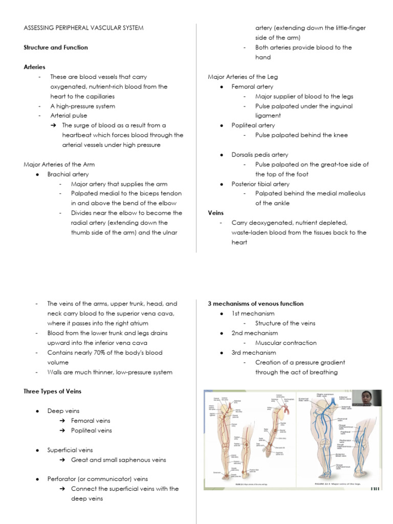 Assessing Peripheral Vascular Health | PDF | Vein | Edema