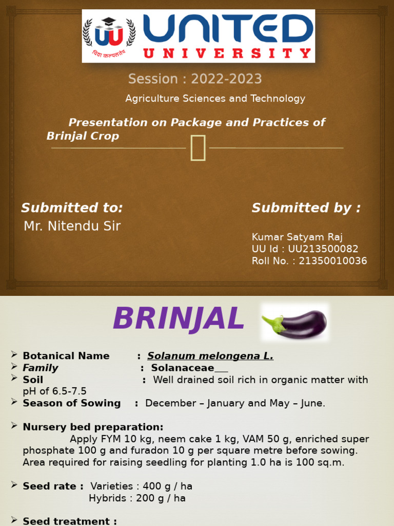 Brinjal Ppt | PDF | Sowing | Eggplant