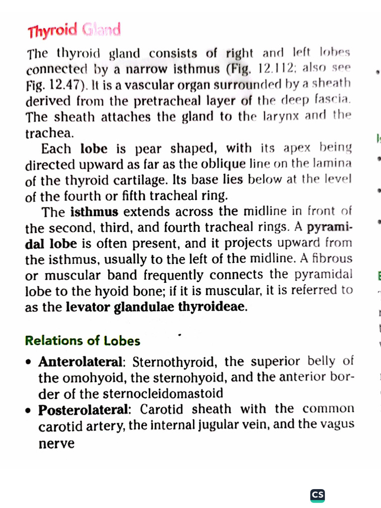 Anatomy of Thyroid and Parathyroid Gland (CHPTR Endocrine System) Ref-Snell's | PDF