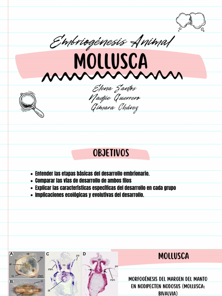 Etapas de Embriogénesis Animal | PDF | Moluscos | Embrión