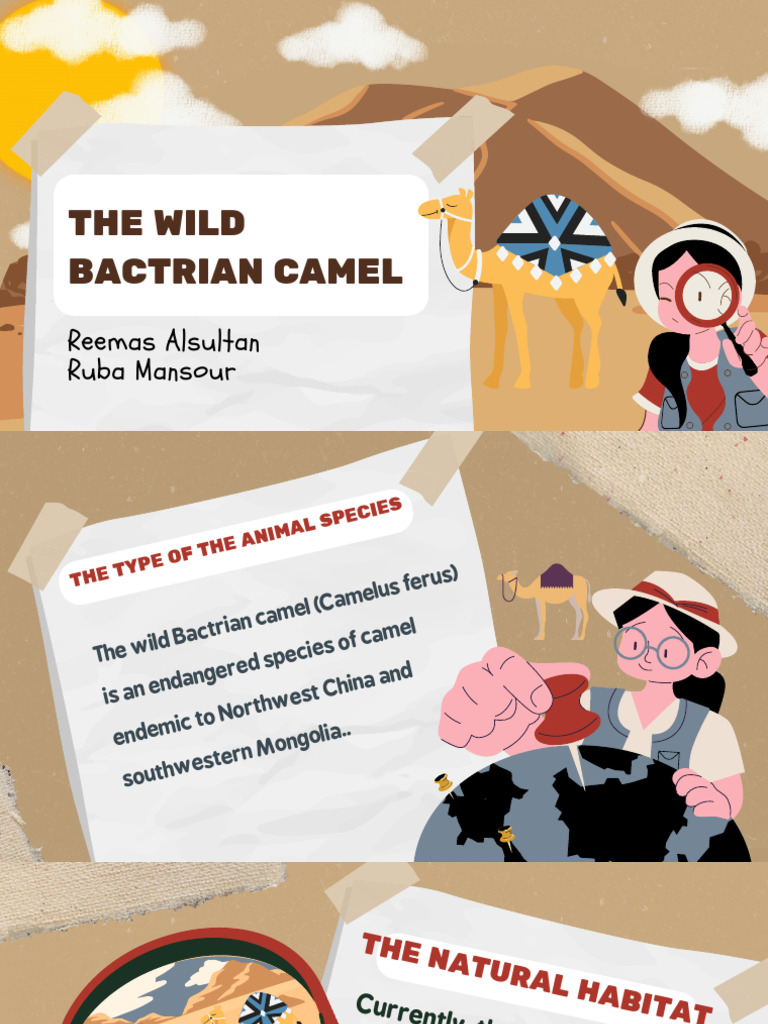 The Wild Bactrian Camel | PDF | Mammal Families | Domestication