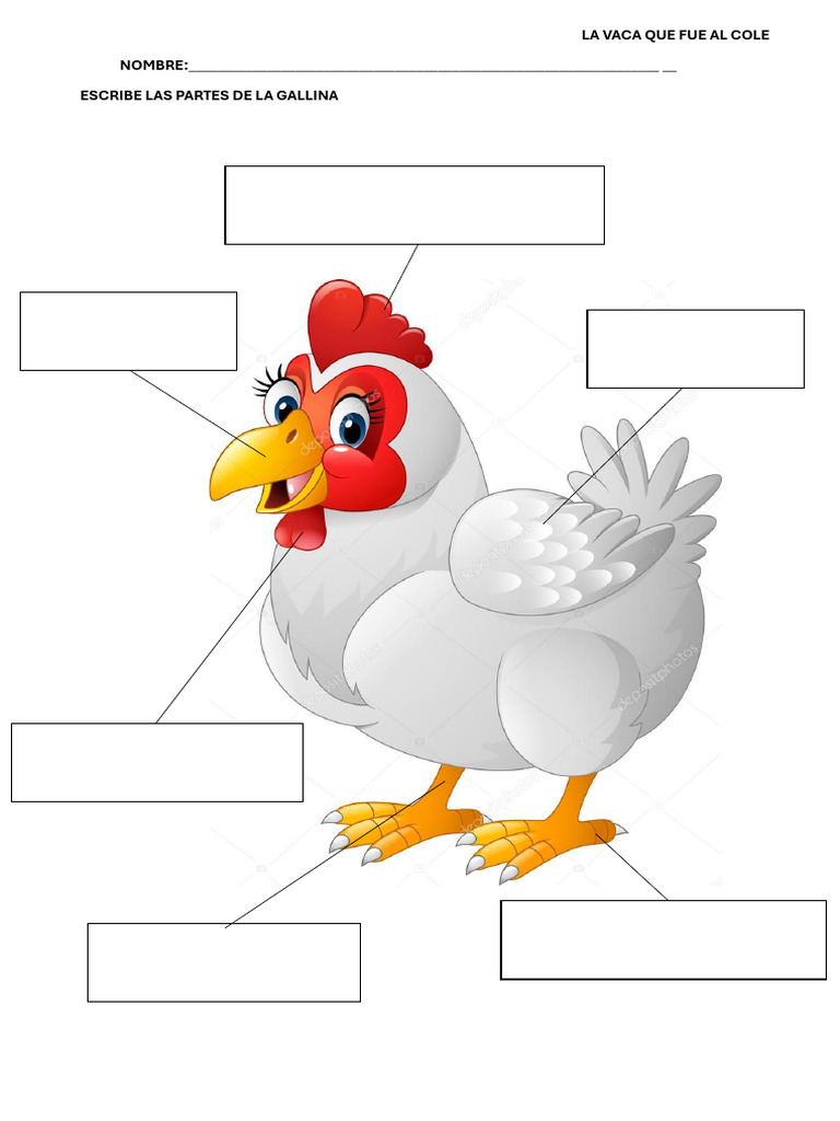 Partes Gallina | PDF