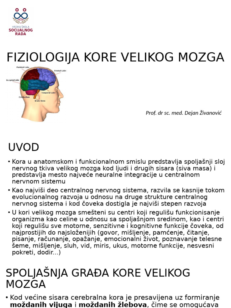 Fiziologija Kore Velikog Mozga | PDF