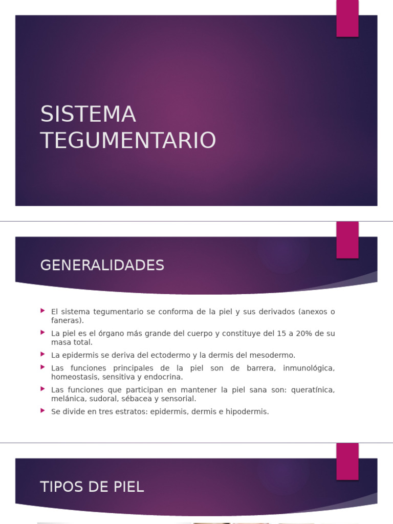Sistema Tegumentario | PDF | Piel | Sistema tegumentario