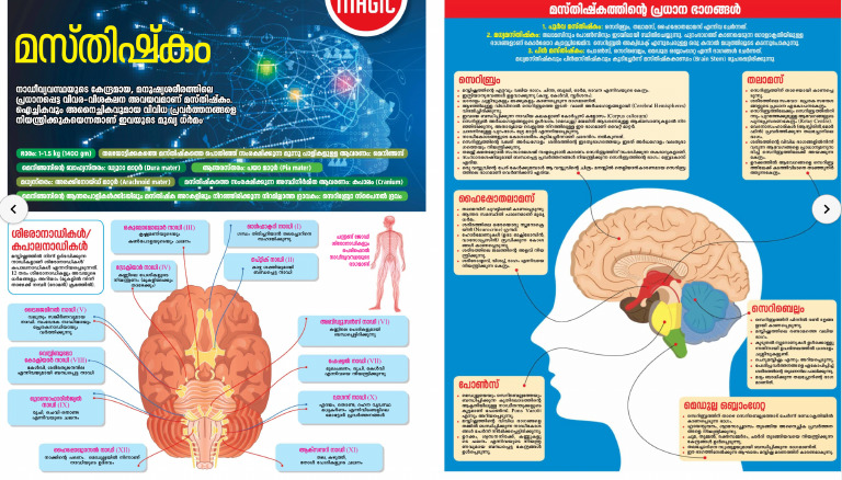 Brain | PDF