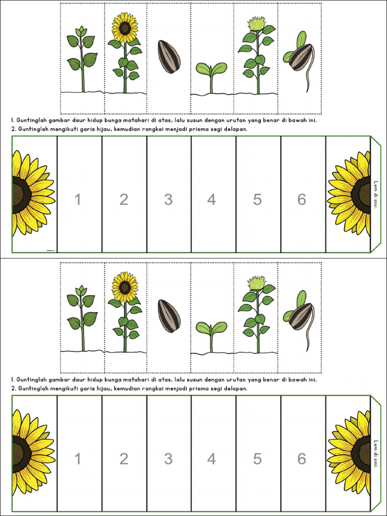 Sunflower | PDF
