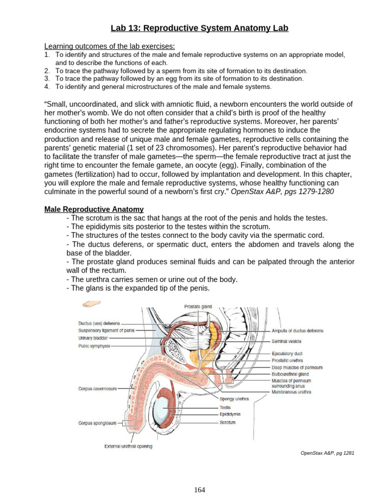 Reproductive System Lab | PDF | Uterus | Reproductive System