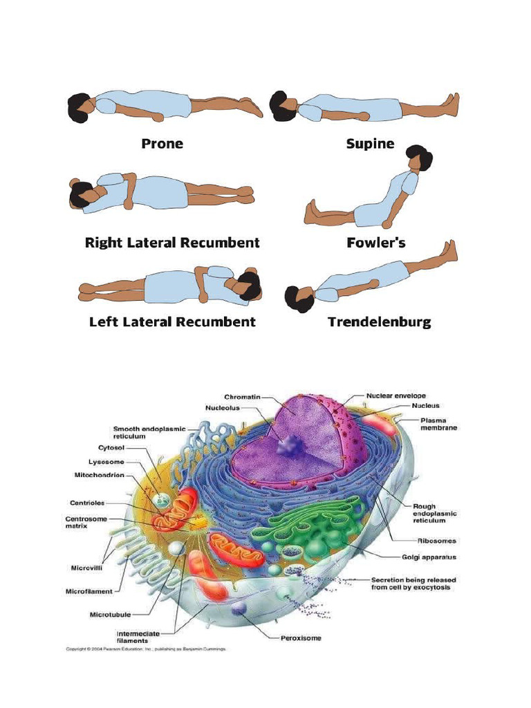 Anaphy Reviewer | PDF
