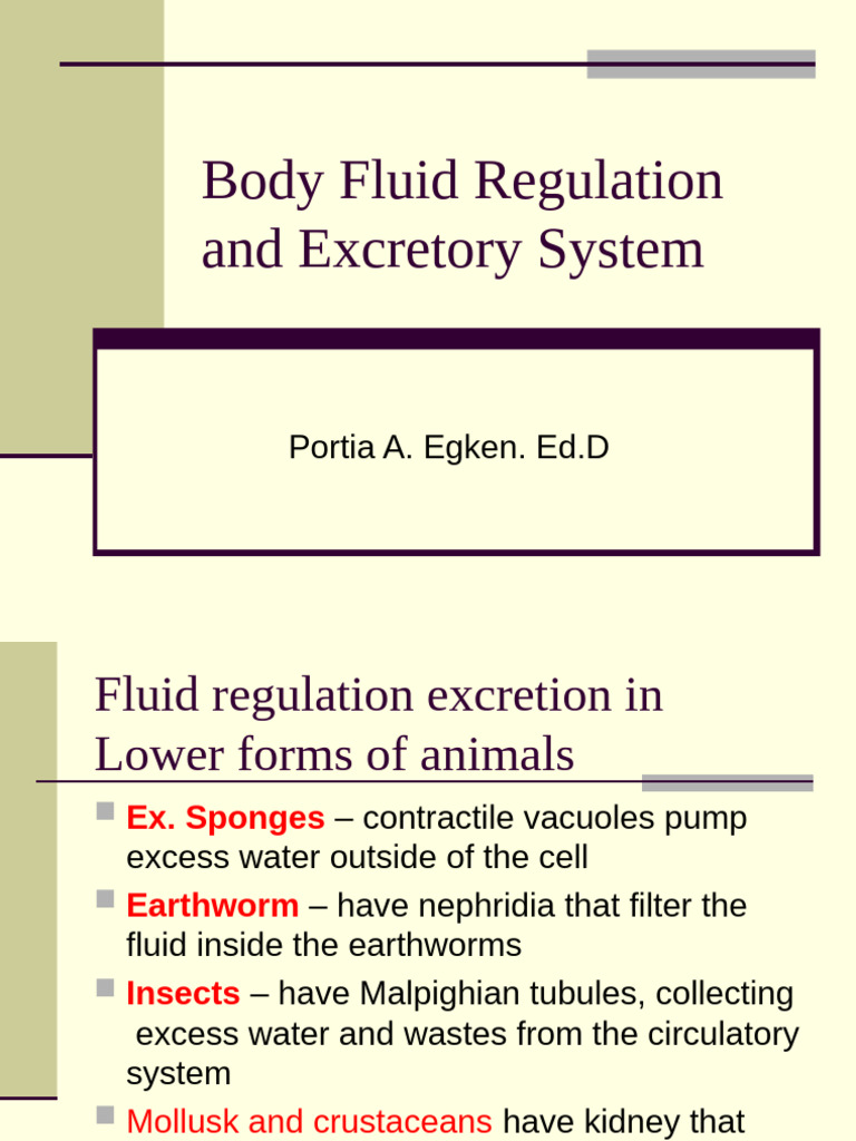 Biology 2 Body Fluid Regulation and Excretory System | PDF | Kidney ...