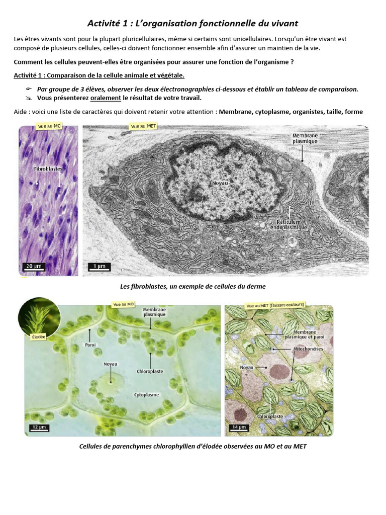 Organisation des cellules et matrices | PDF | Matrice extracellulaire ...