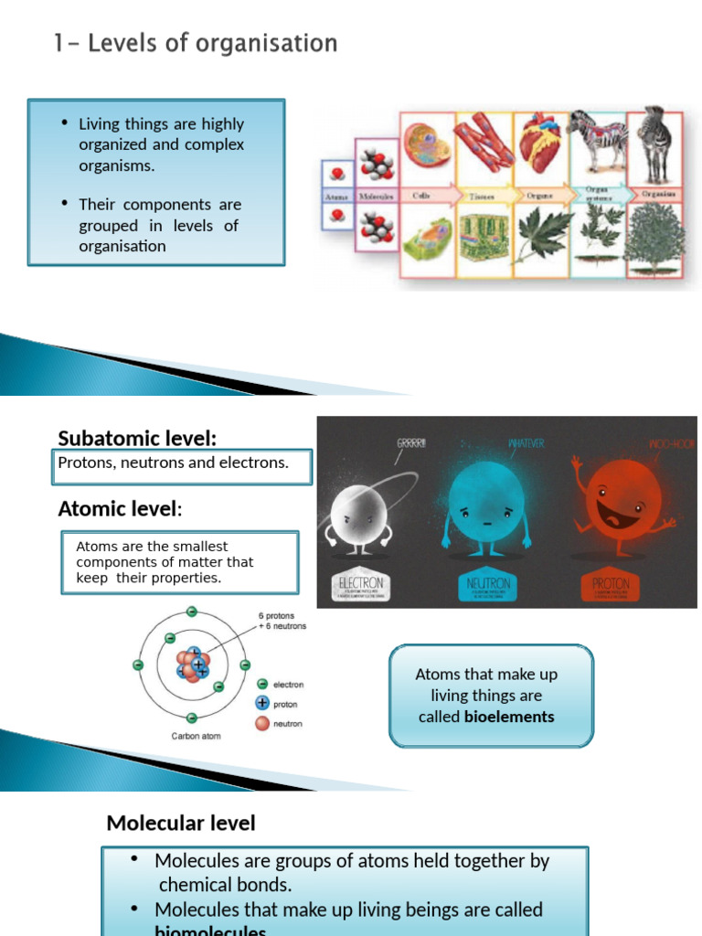 Unit 1 Organization of The Human Body | PDF | Cell (Biology) | Tissue ...
