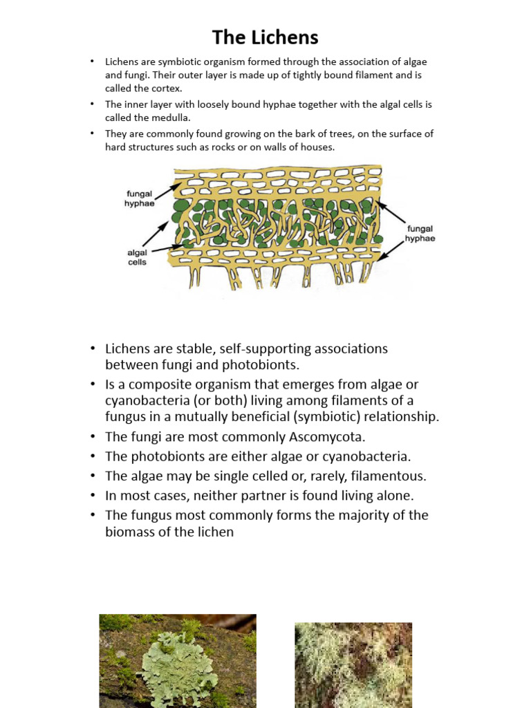 BOTA 101-General Botany - Notes - 2 | PDF | Moss | Botany
