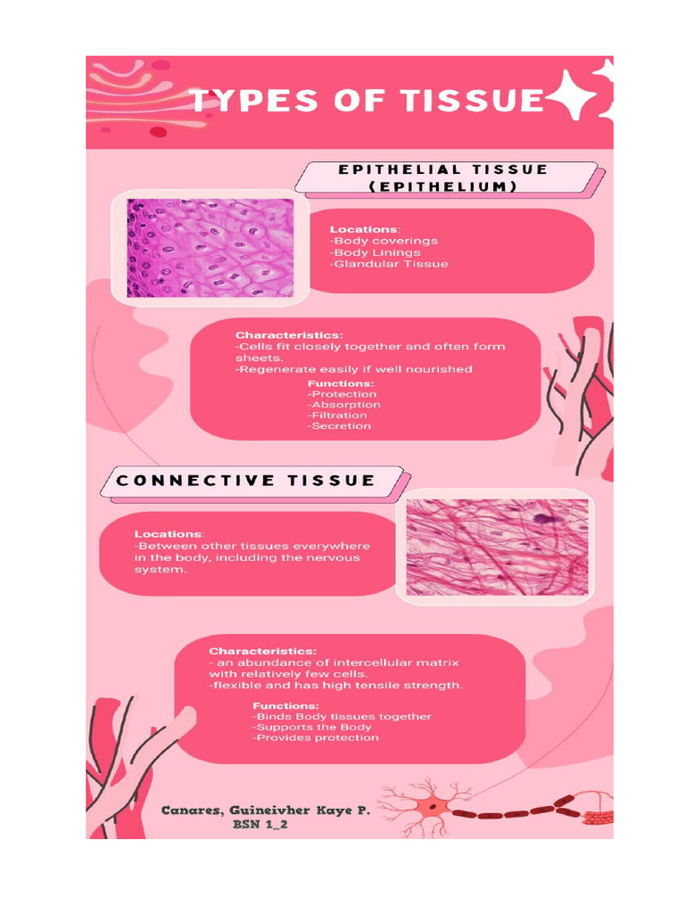 Types of Tissue | PDF