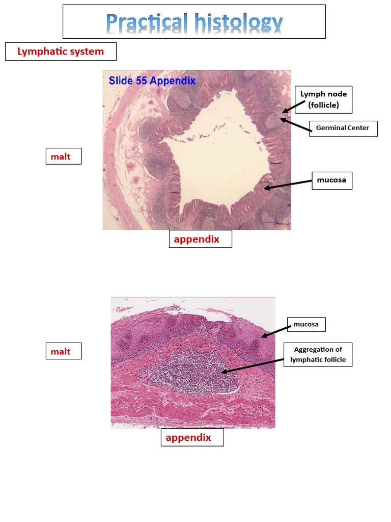 Practical Histology Pdf Lymph Node Lymphatic System