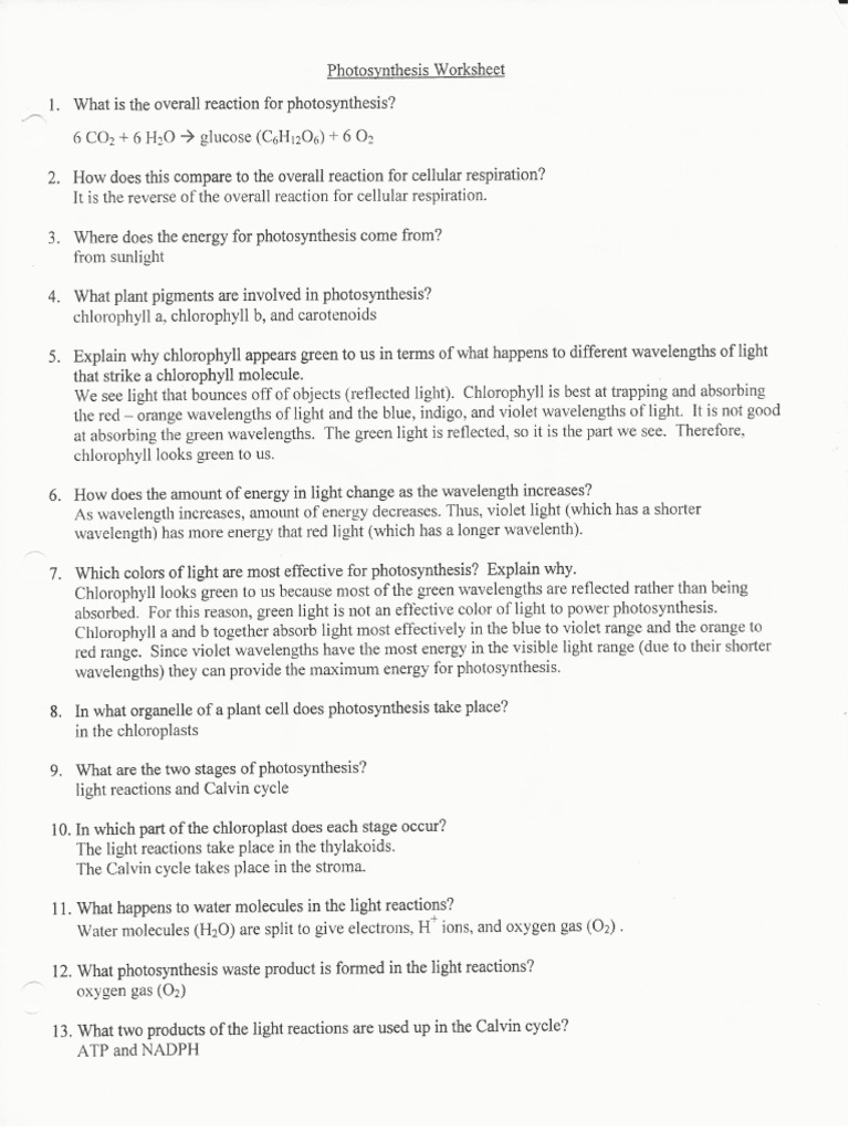 Photosynthesis Answe | PDF