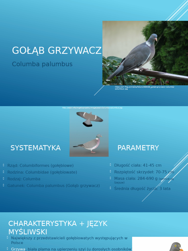 Woodpigeon - Columba Palumbus | PDF
