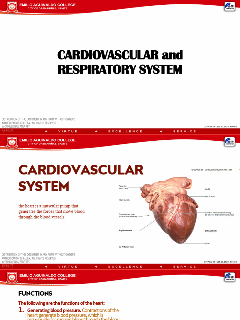 Week 8 - Lecture CardioPulmo - Student | PDF | Respiratory Tract ...