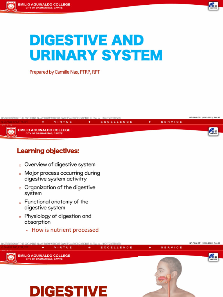Updated lecture ppt - Digestive + Renal System | PDF | Esophagus ...