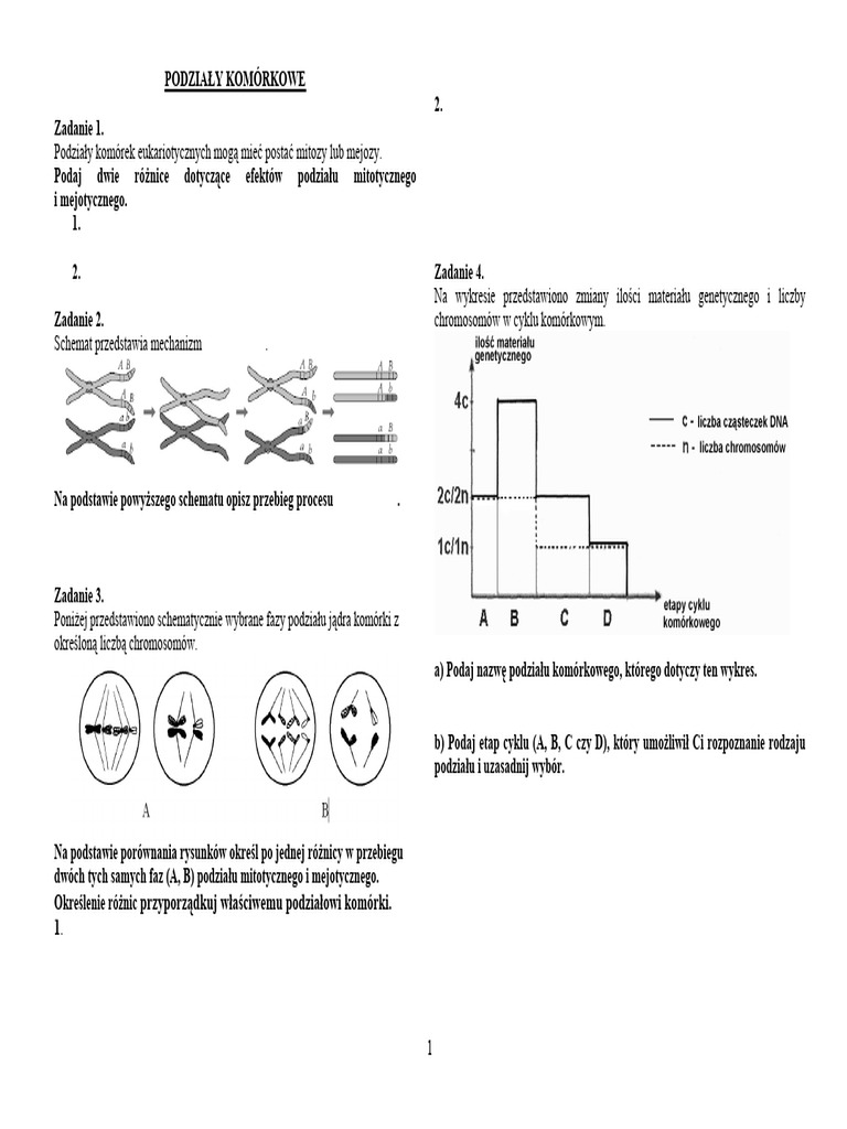 Mitoza i Mejoza - Zadania | PDF