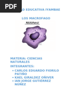 Polarización de Macrófagos M1 y M2 | PDF | Macrófago | Citocina