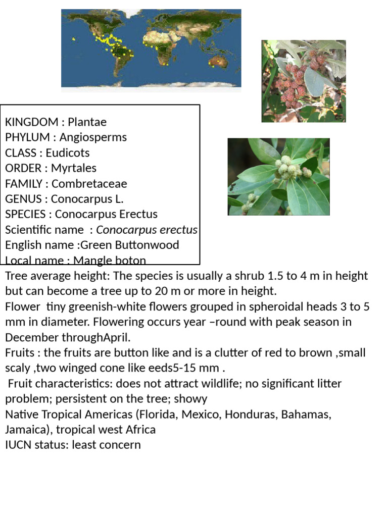 Flora | PDF | Ficus | Trees