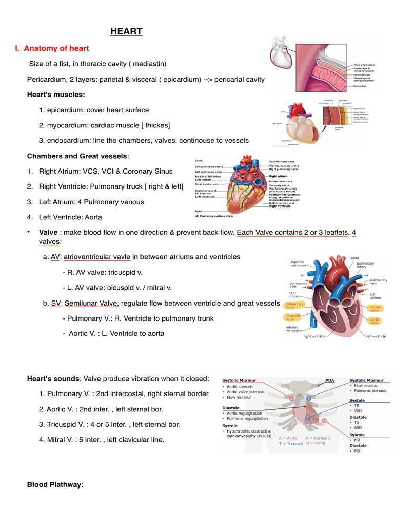 Heart | PDF | Heart Valve | Heart