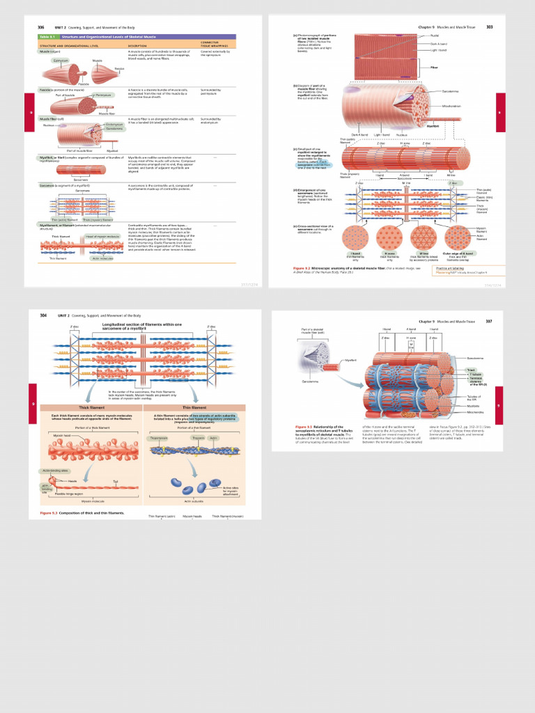 Skeletal Muscle | PDF