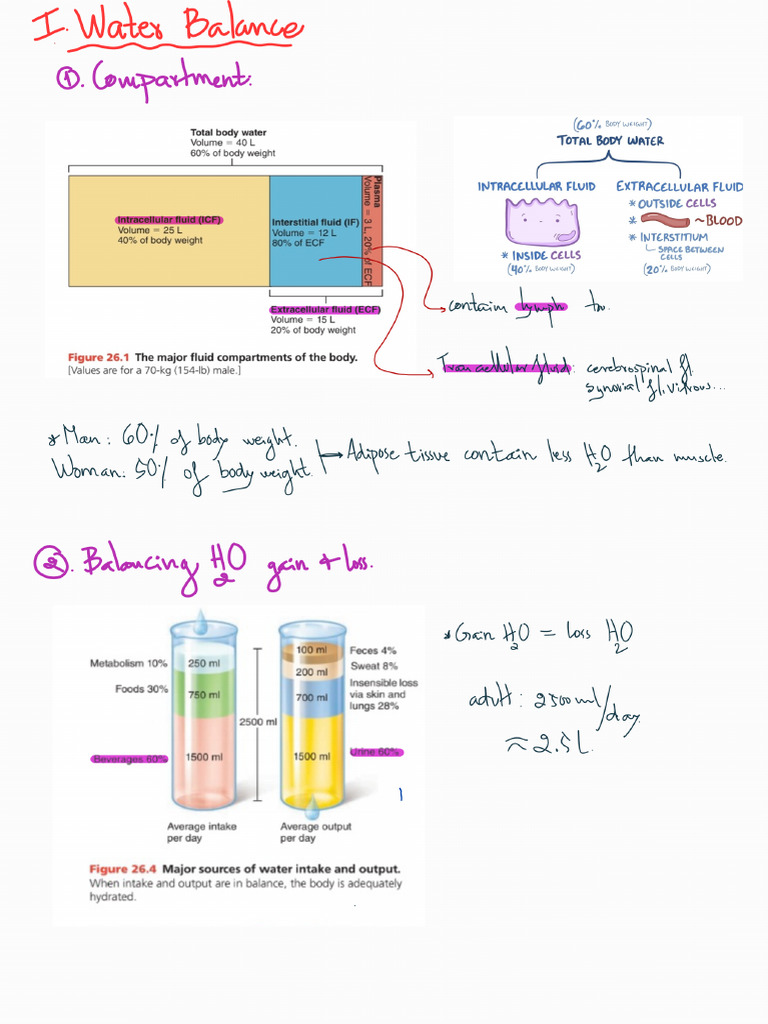 Fluid, Electrolytes & Acid Base Balance 240528 091921 | PDF