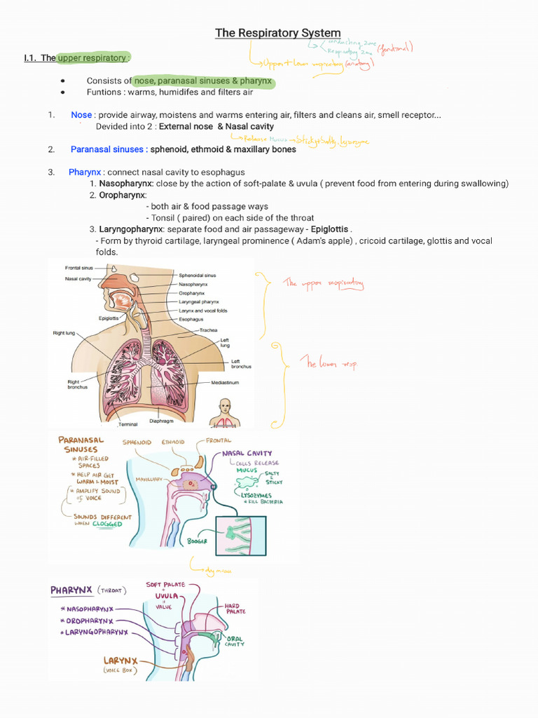 Respiratory System Anatomy Physiology Pdf
