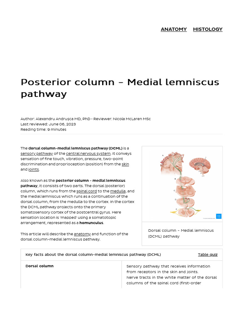 Dorsal Column-medial Lemniscus (DCML) Pathway- Anatomy | Kenhub | PDF ...