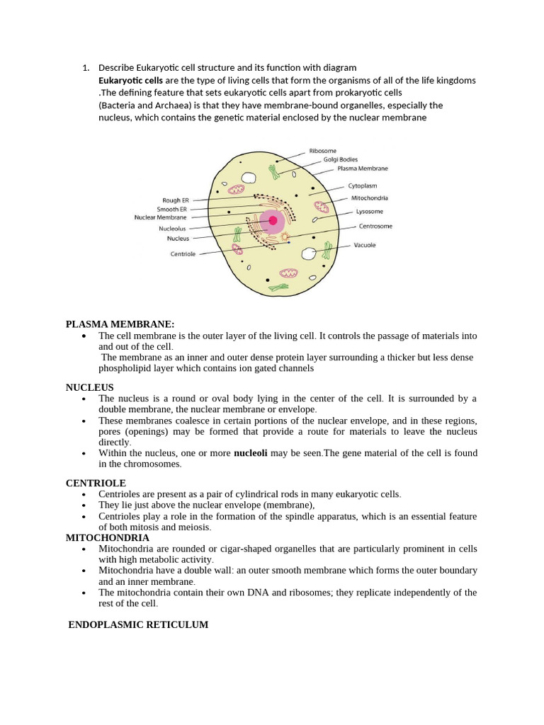 Describe Eukaryotic Cell Structure and Its Function With Diagram | PDF | Mitosis | Endoplasmic ...
