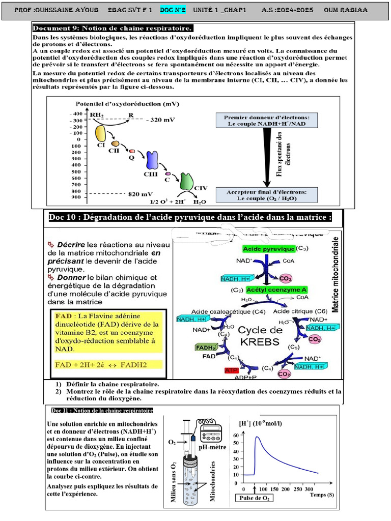 Chaine respiratoire et ATP en SVT | PDF
