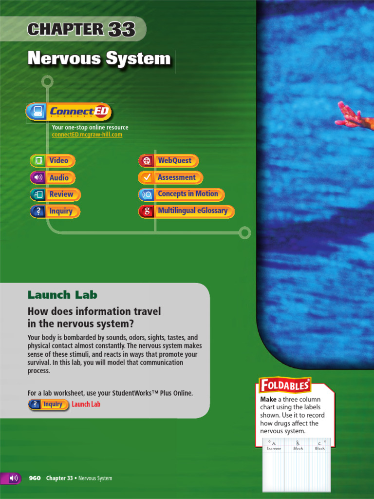 33 Nervous System PP 960-989 | PDF | Action Potential | Neuron