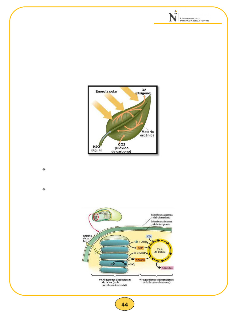 Fotosíntesis y Respiración Celular | PDF | Respiración celular ...