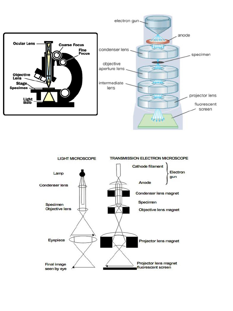 Microscope Types | PDF