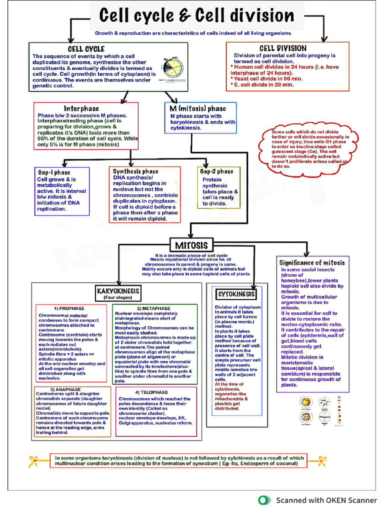 Cell Division Mind Maps | PDF
