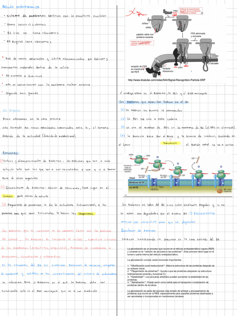 Biocel Notes | PDF | Retículo endoplásmico | Proteínas