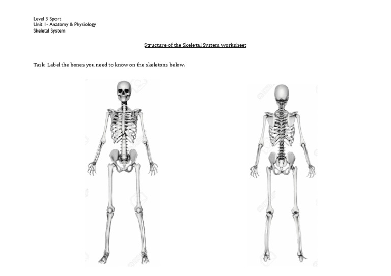 A1 Lesson 1 Structure of The Skeletal System Worksheet | PDF