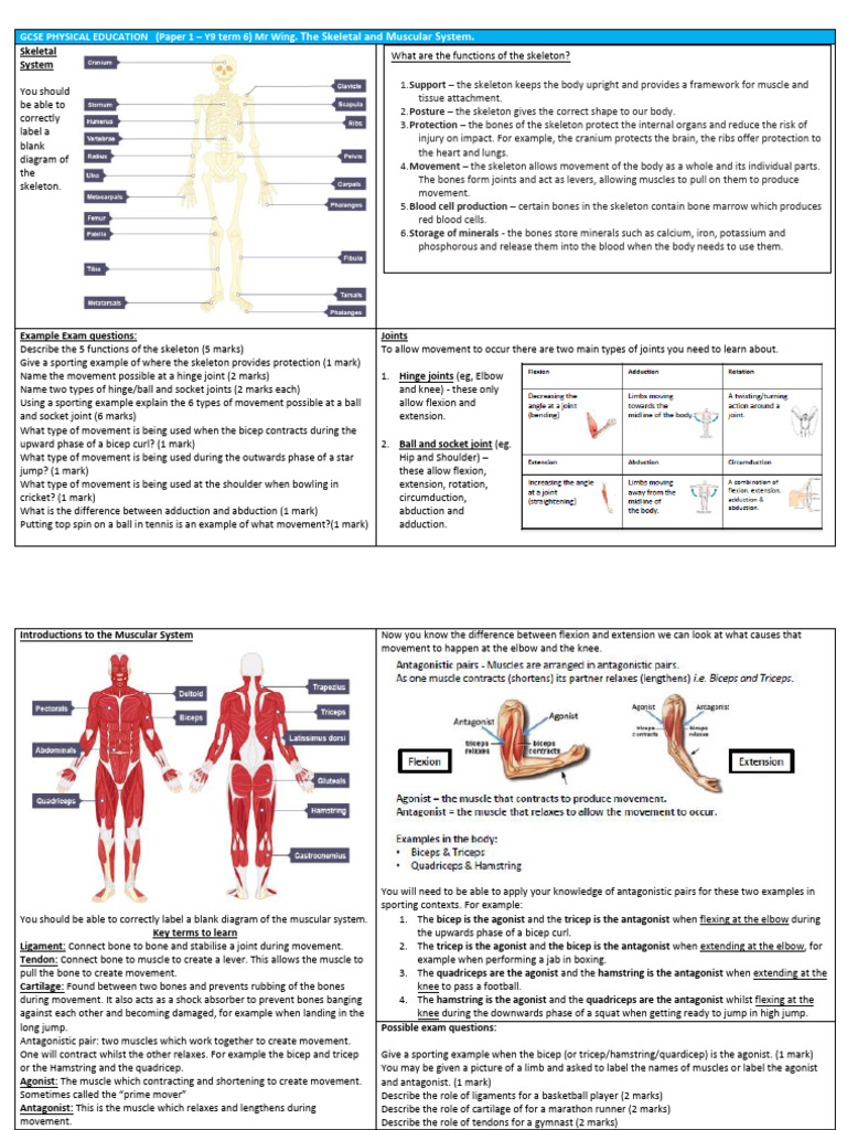GCSE PE: Skeletal & Muscular Systems Guide | PDF | Anatomical Terms Of ...