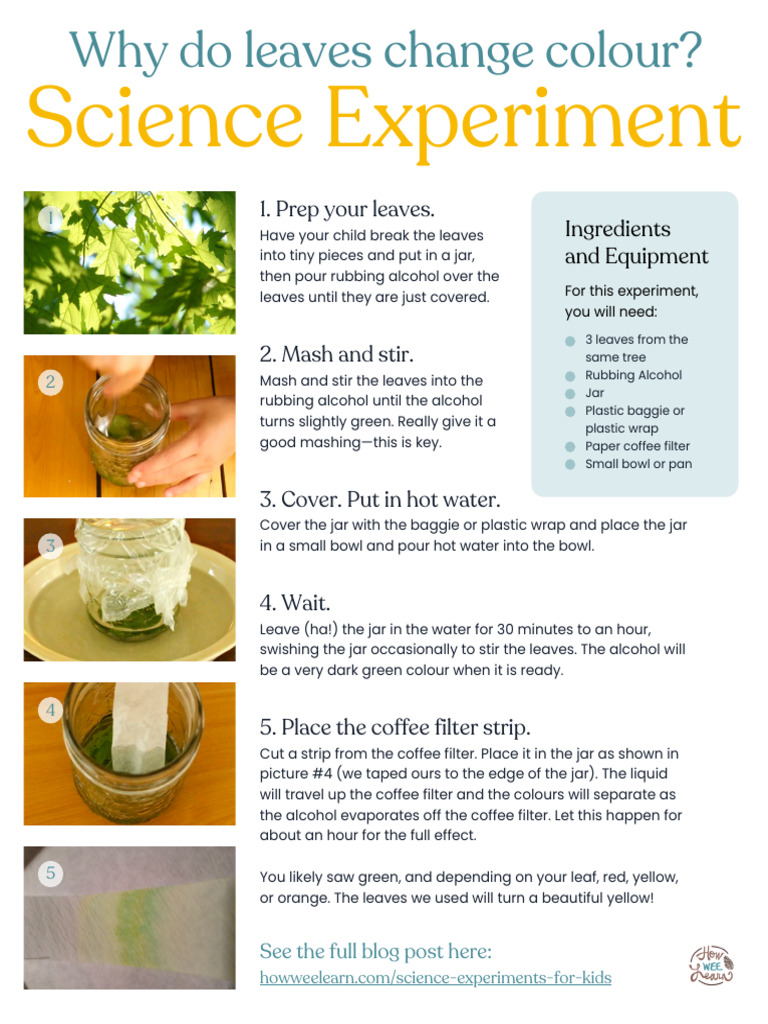Leaf Color Change Science Experiment | PDF | Home & Garden | Wellness