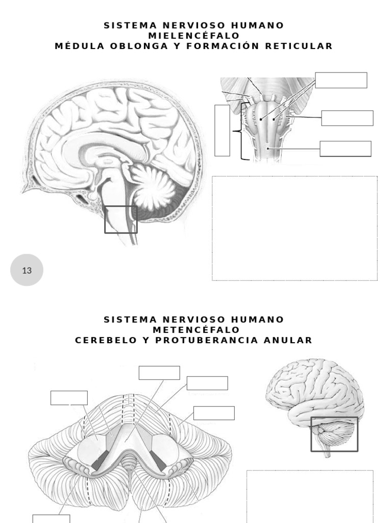 Manual de Esquemas SNC | PDF