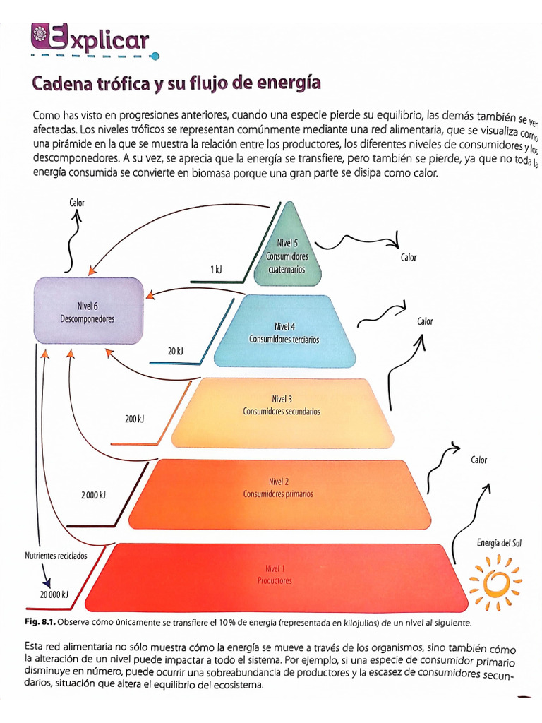P8 - Explicamos Cadena Tr-Fica y Su Flujo de Energ-A | PDF