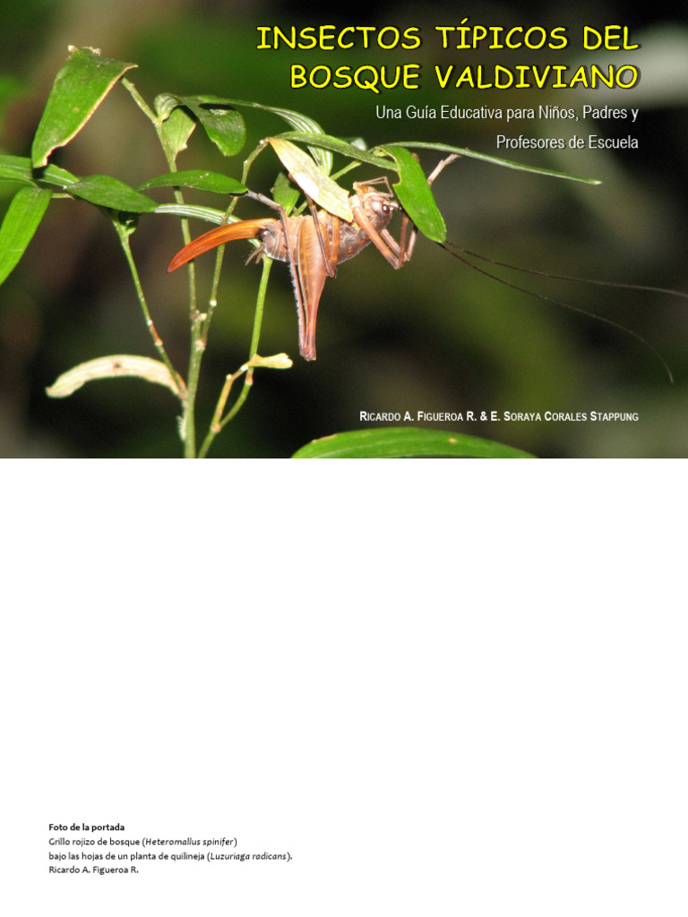 Insectos Tipicos Del Bosque Valdiviano U | PDF | Insectos | Escarabajo