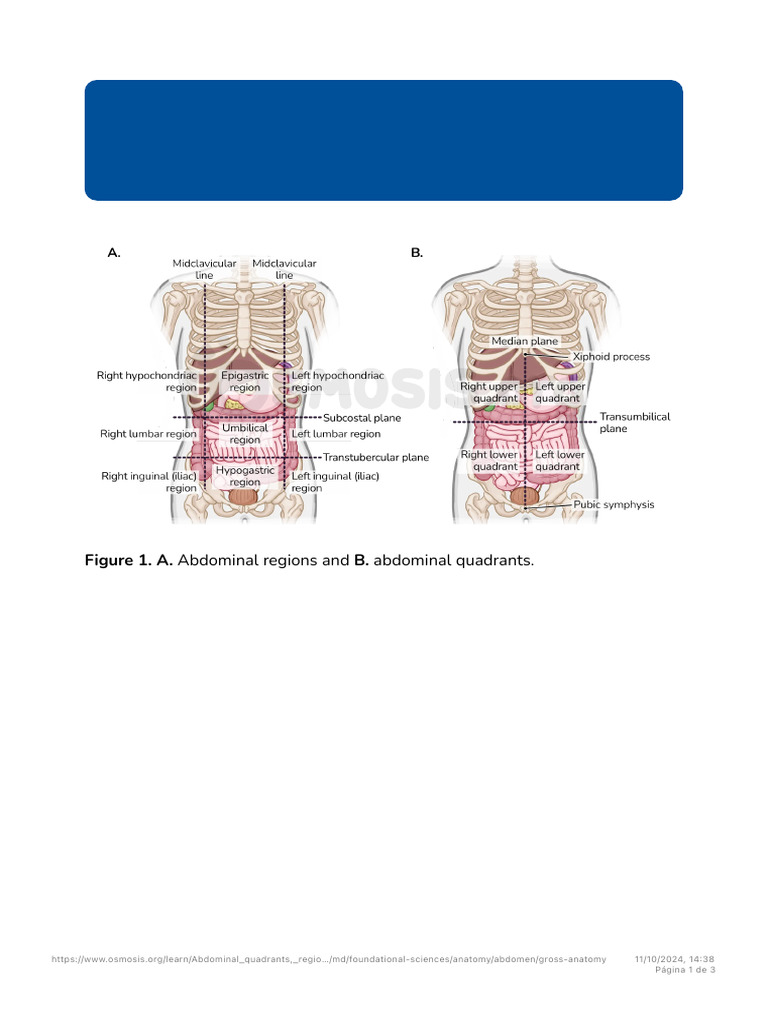 Abdominal Quadrants and Regions Guide | PDF | Science & Mathematics ...