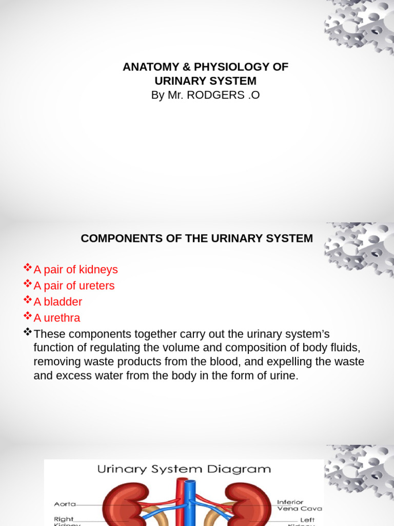 Urinary System Updated 1 | PDF | Kidney | Urinary System