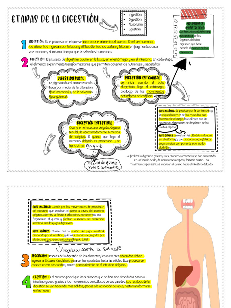 Proceso de Digestión Humana: Etapas y Funciones | PDF | Digestión ...